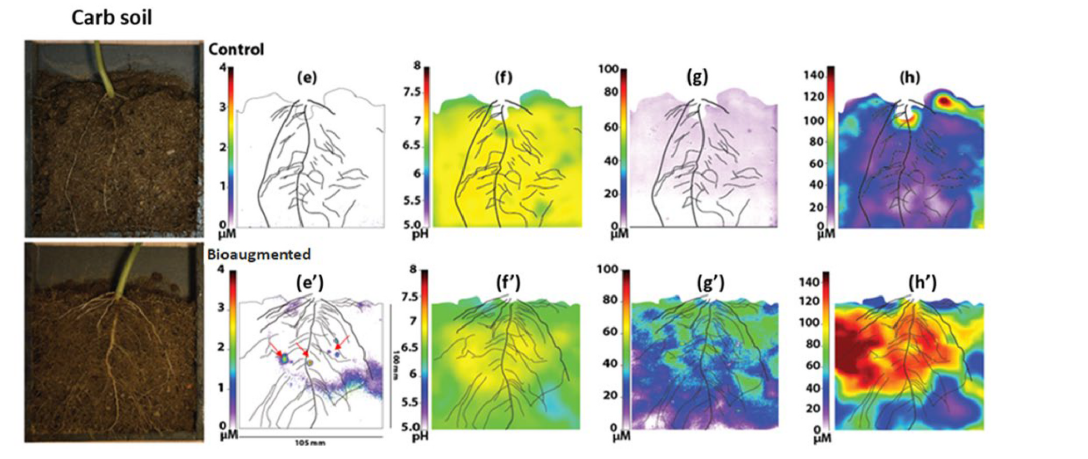Bacterial siderophores: deciphering their role in the mobilization and ...